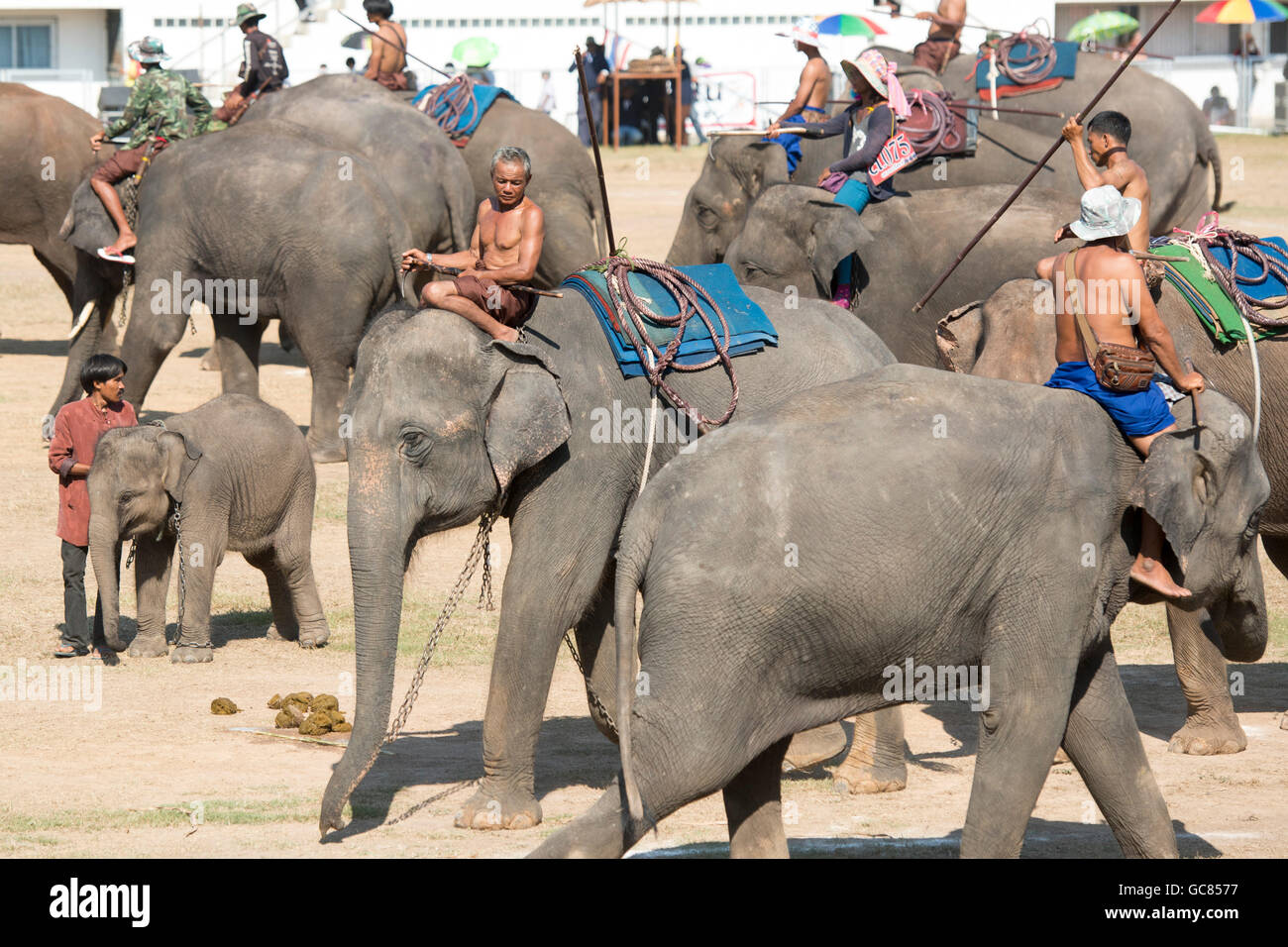 the big Elephant show in the Stadium at the Elephant Round-up Festival ...