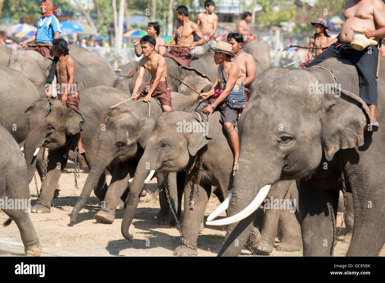 the big Elephant show in the Stadium at the Elephant Round-up Festival ...