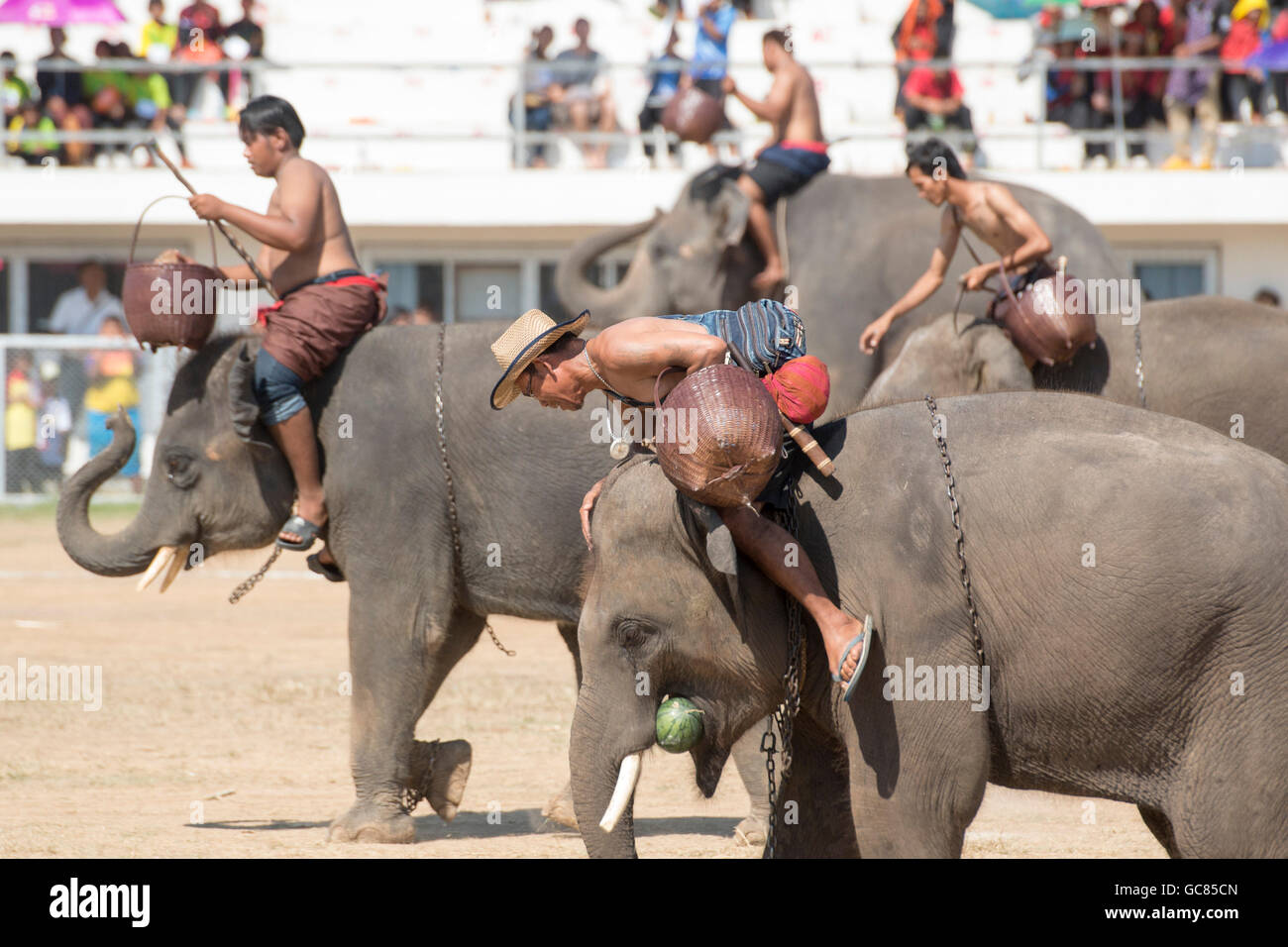 the big Elephant show in the Stadium at the Elephant Round-up Festival ...