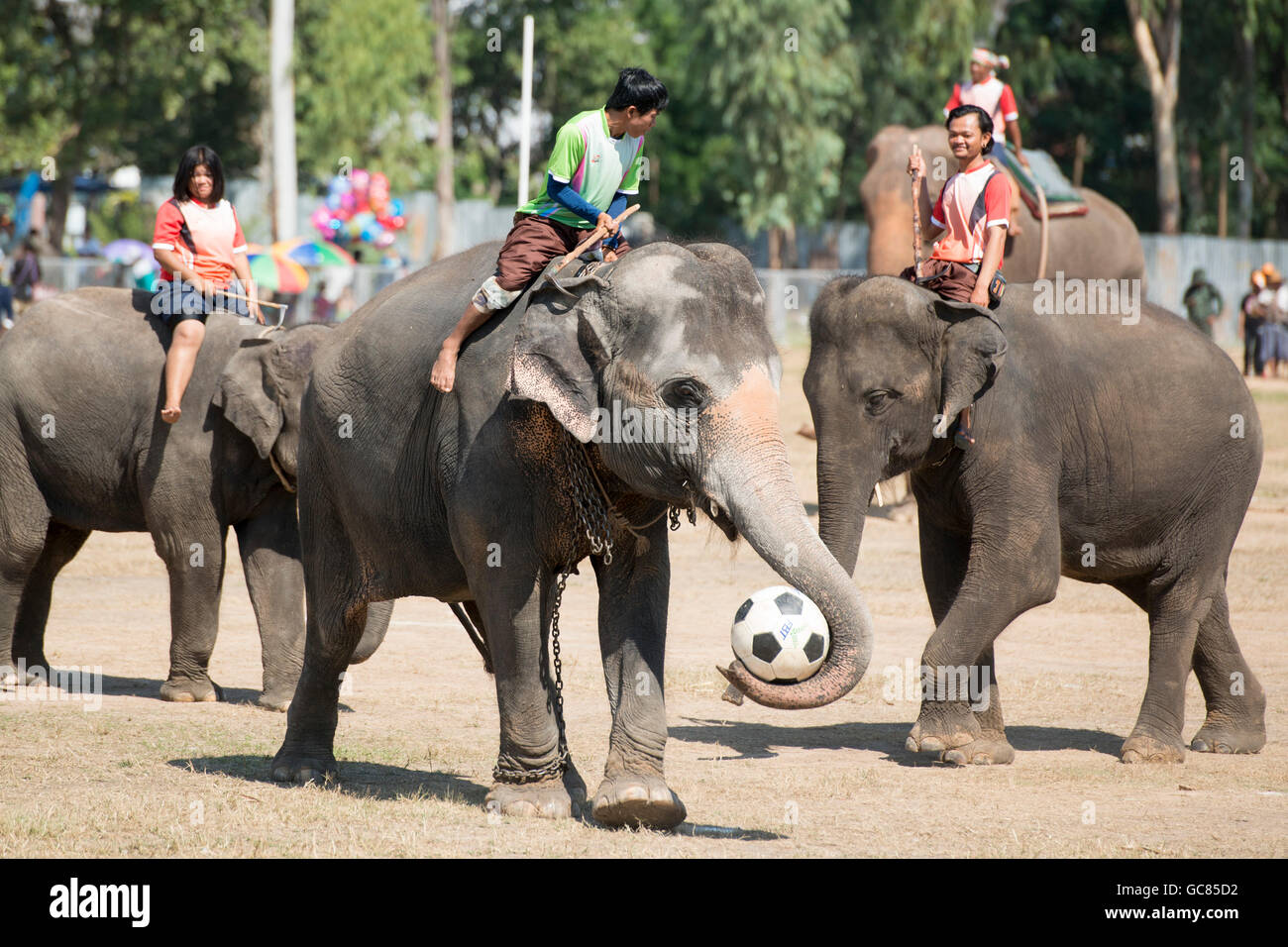a elephant soccer game at the big Elephant show in the Stadium at the ...