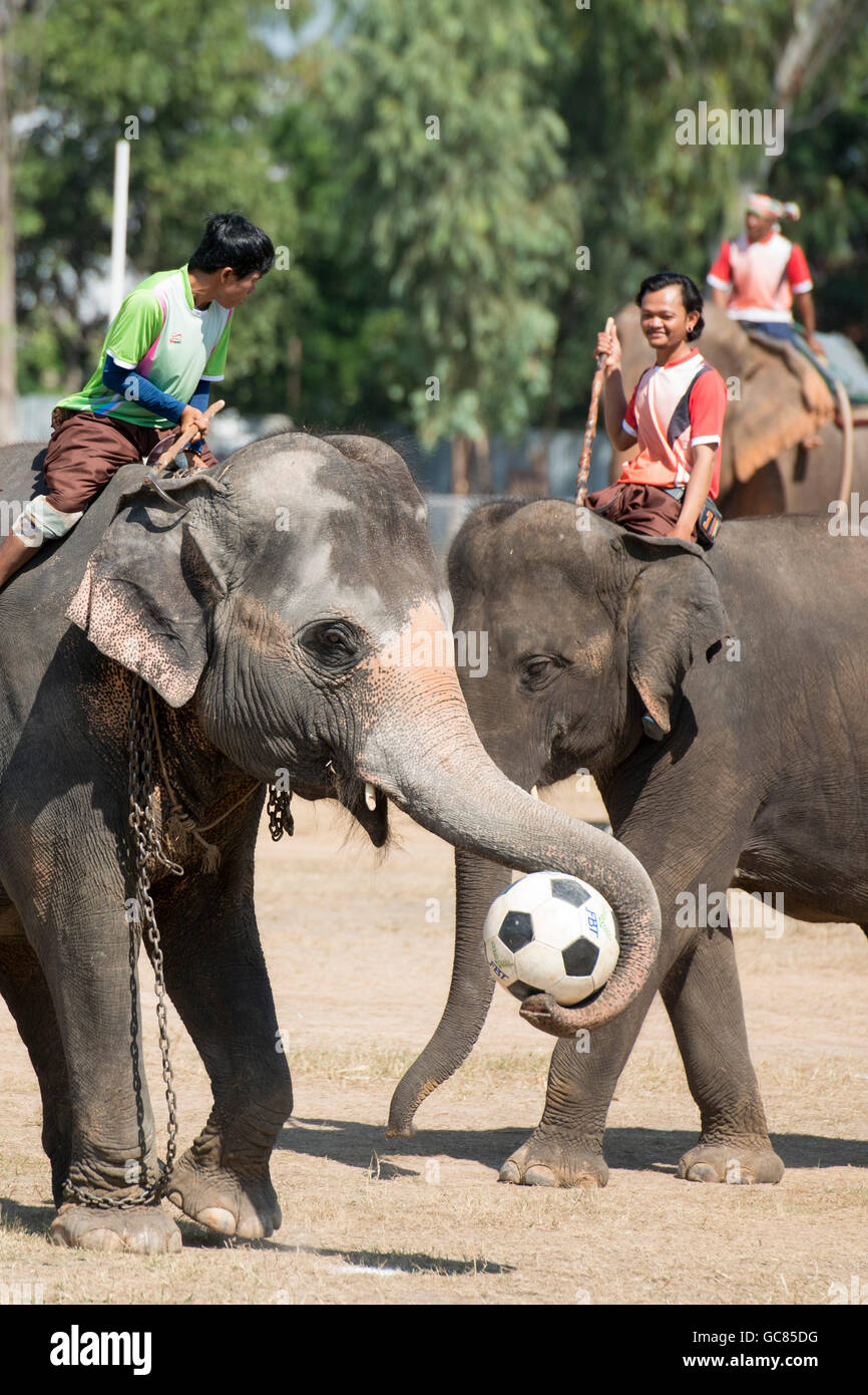 a elephant soccer game at the big Elephant show in the Stadium at the ...