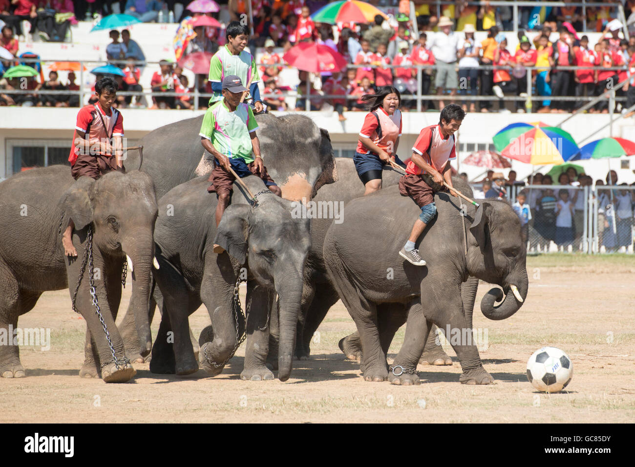 a elephant soccer game at the big Elephant show in the Stadium at the ...