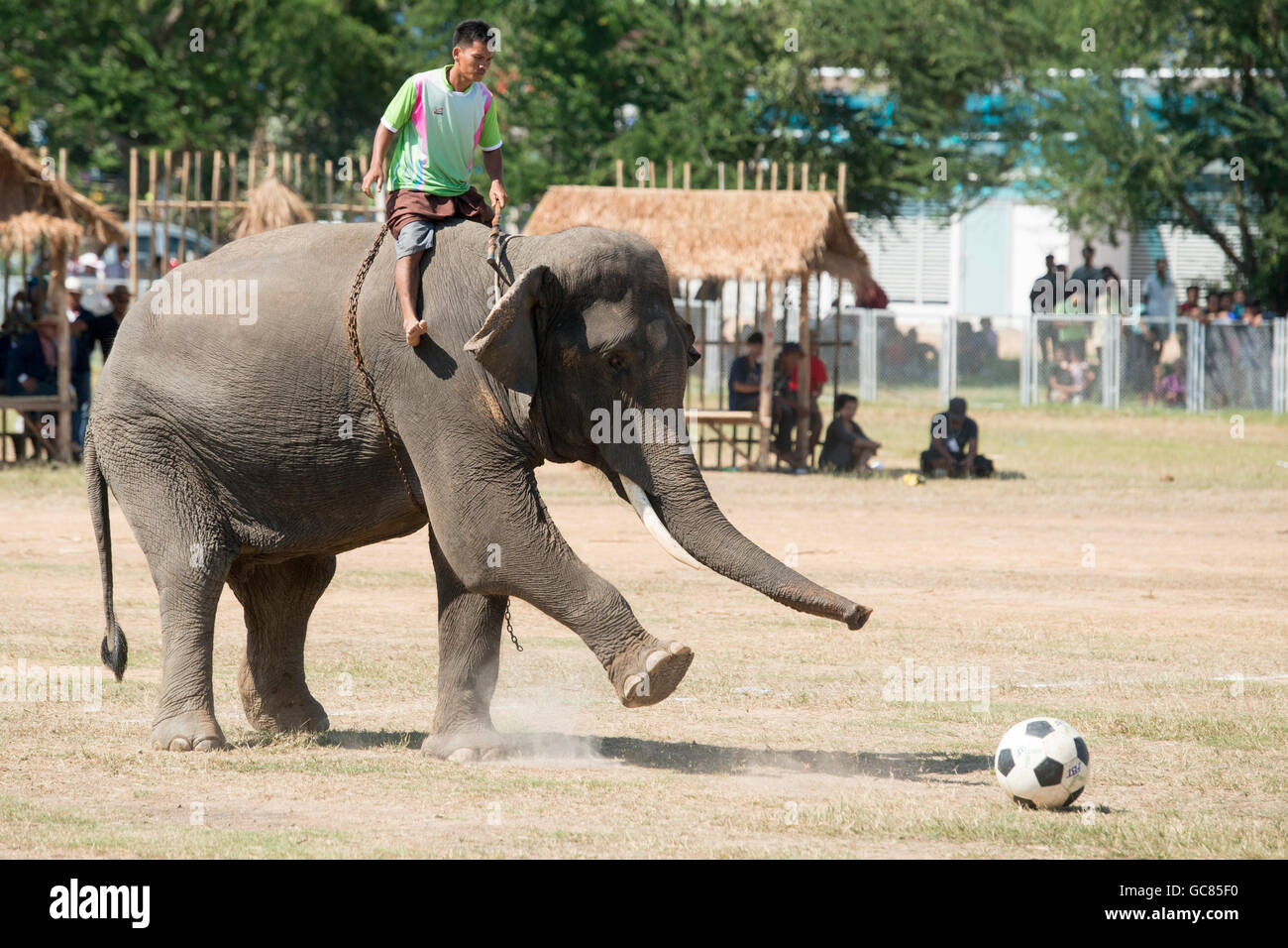 a elephant soccer game at the big Elephant show in the Stadium at the ...
