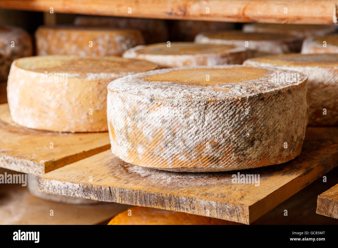 Big yellow goat cheese heads on a wooden shelf in a cellar in a private ...