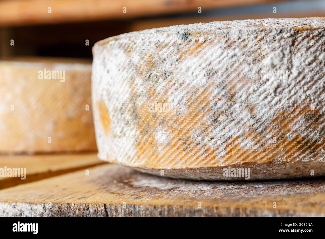 Big yellow goat cheese heads on a wooden shelf in a cellar in a private ...