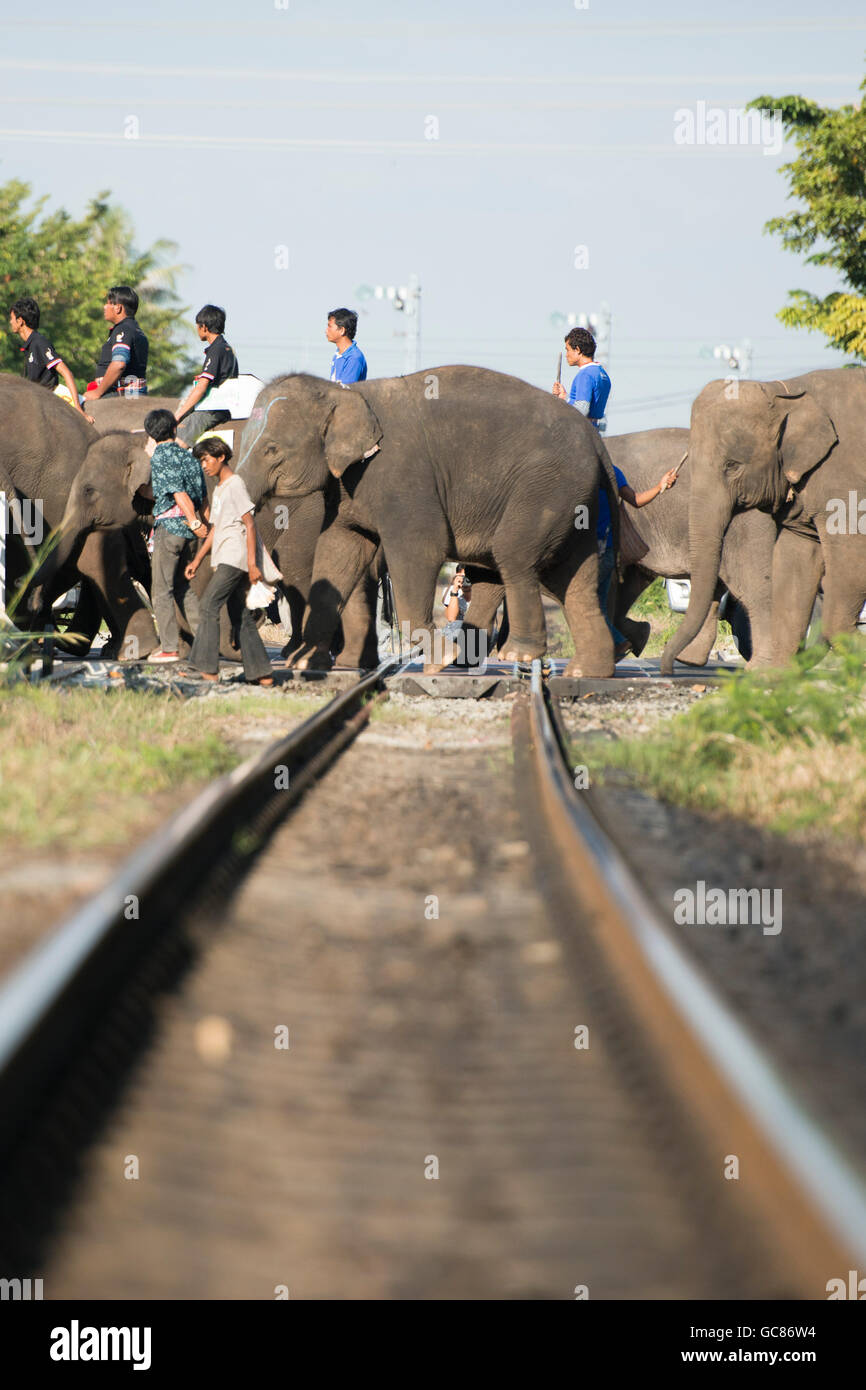 elephants on the streets in the city centre of Surin at the Elephant ...