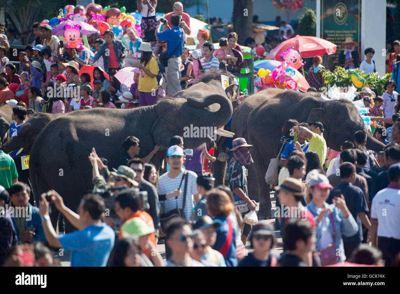 Elephants and People at the Elephant Square in the city centre of Surin ...