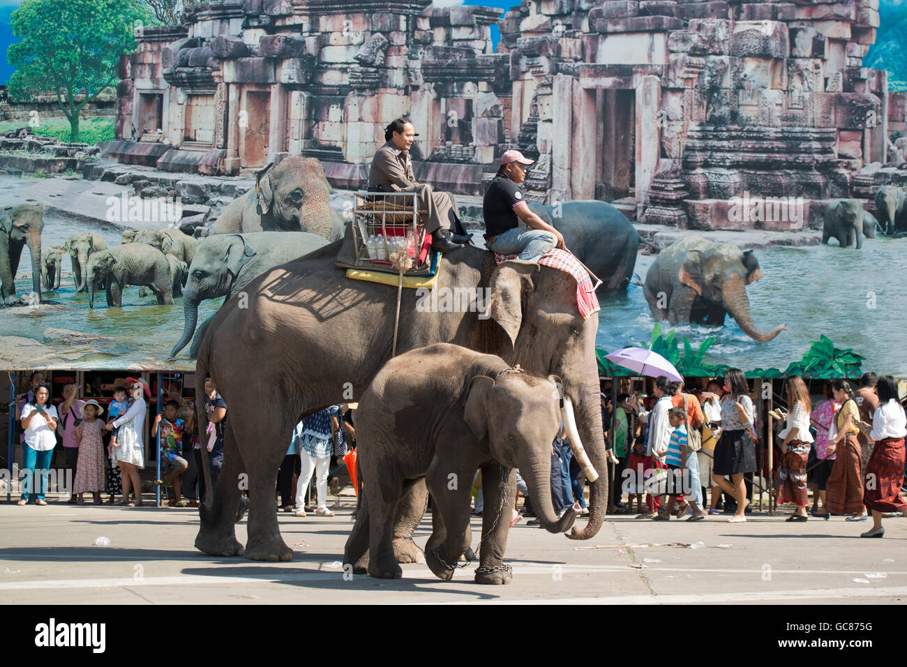 Elephants and People at the Elephant Square in the city centre of Surin ...