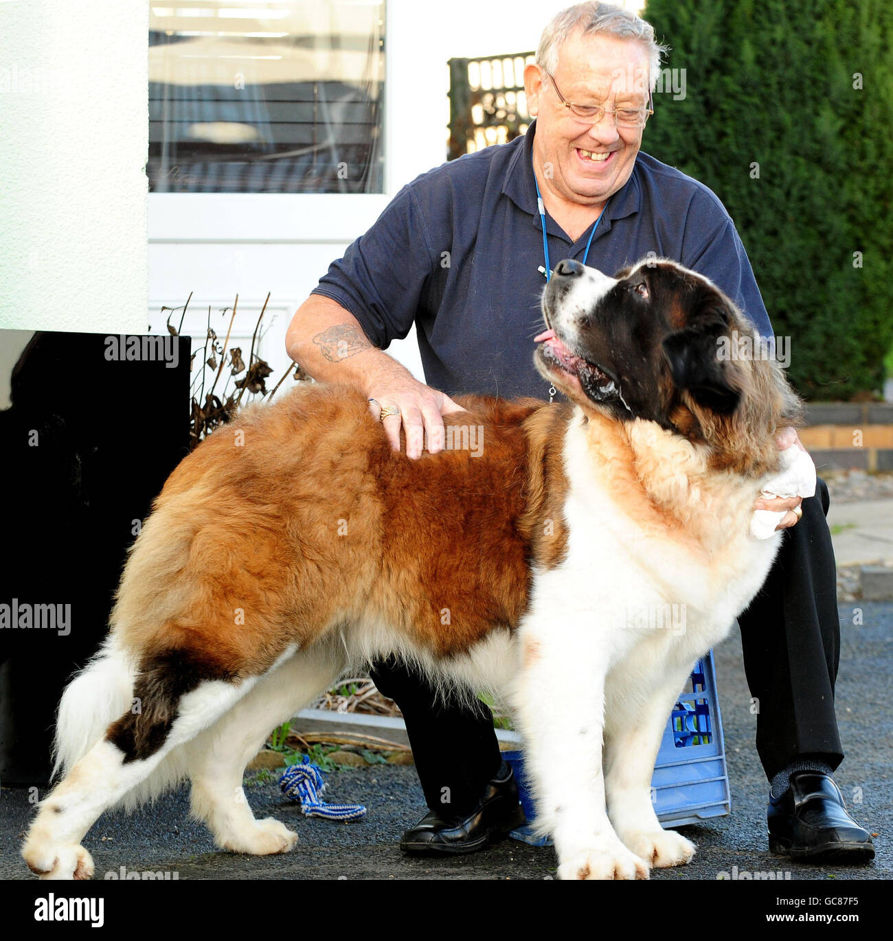 Ross the rescued St Bernard Stock Photo - Alamy