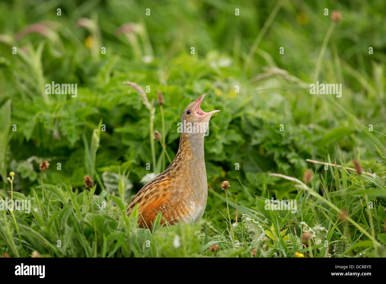 Corncrake foraging for food at Balranald RSPB North Uist Stock Photo ...