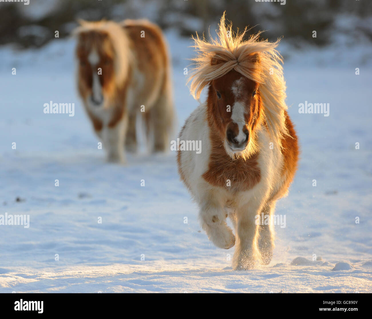 Livestockstck hi-res stock photography and images - Alamy