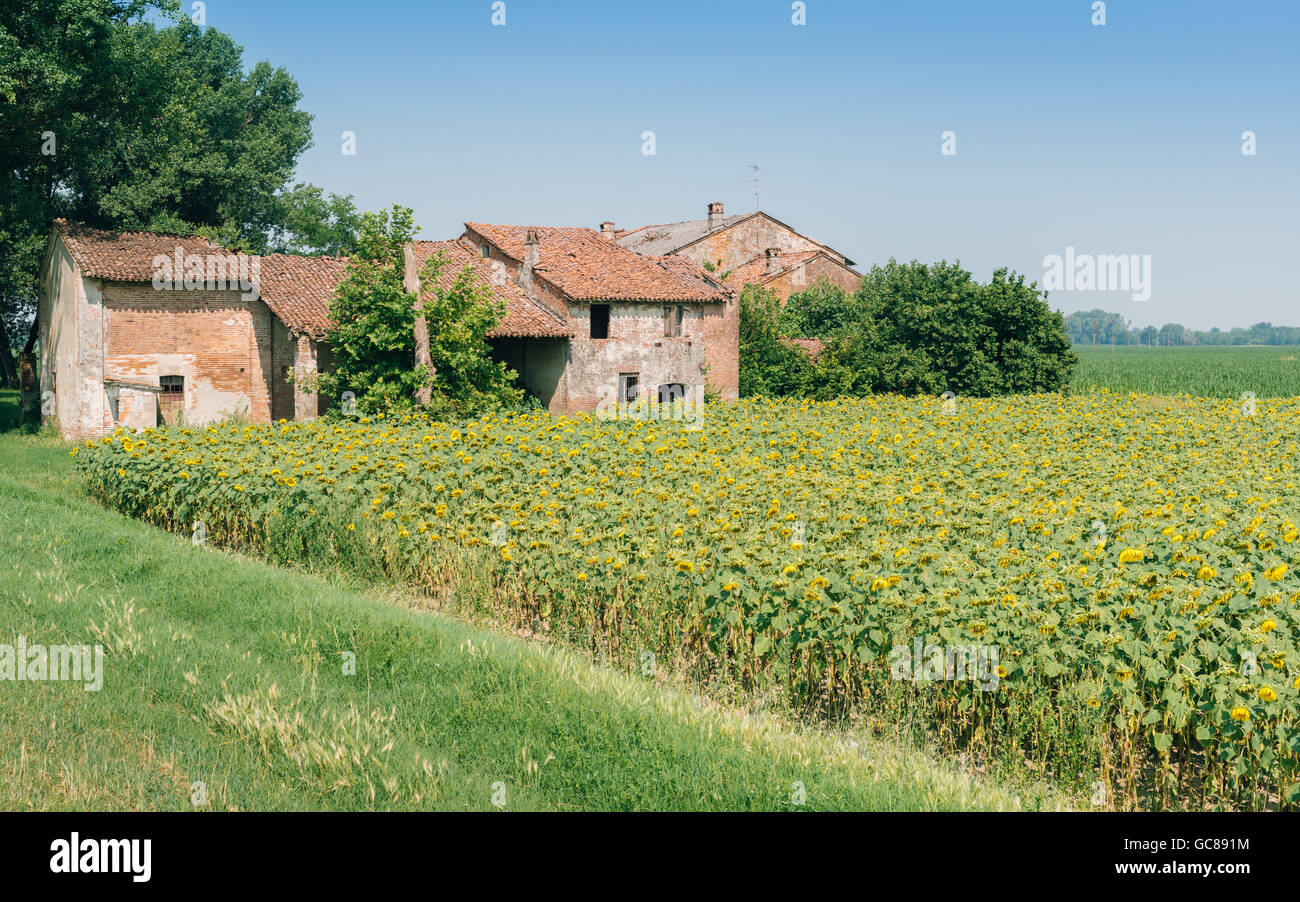 Farmhouse with giant sunflowers in Lombardy, Italy (selective focus ...