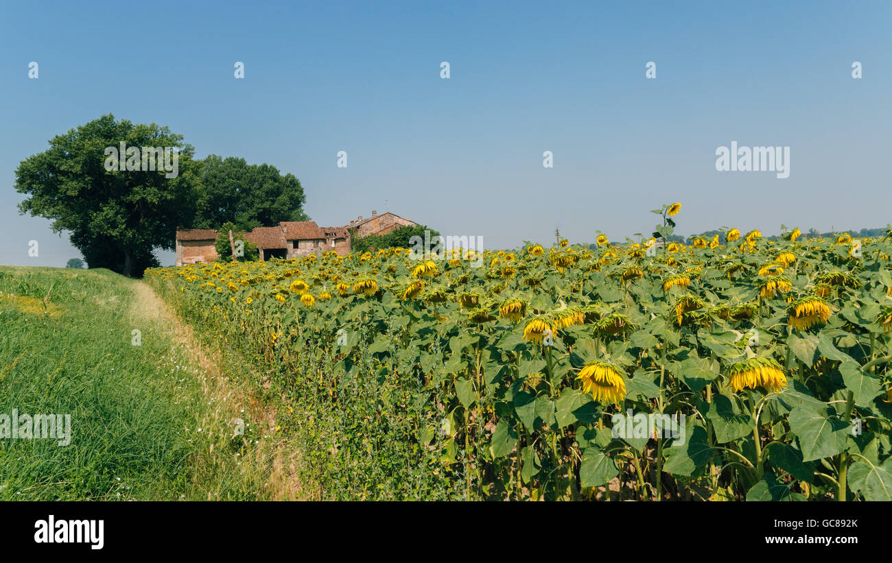 Farmhouse with giant sunflowers in Lombardy, Italy (selective focus ...