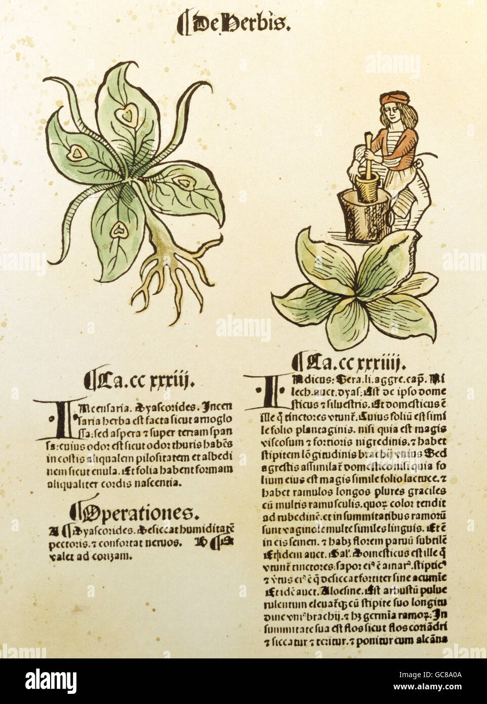 Medieval herb garden hi-res stock photography and images - Alamy