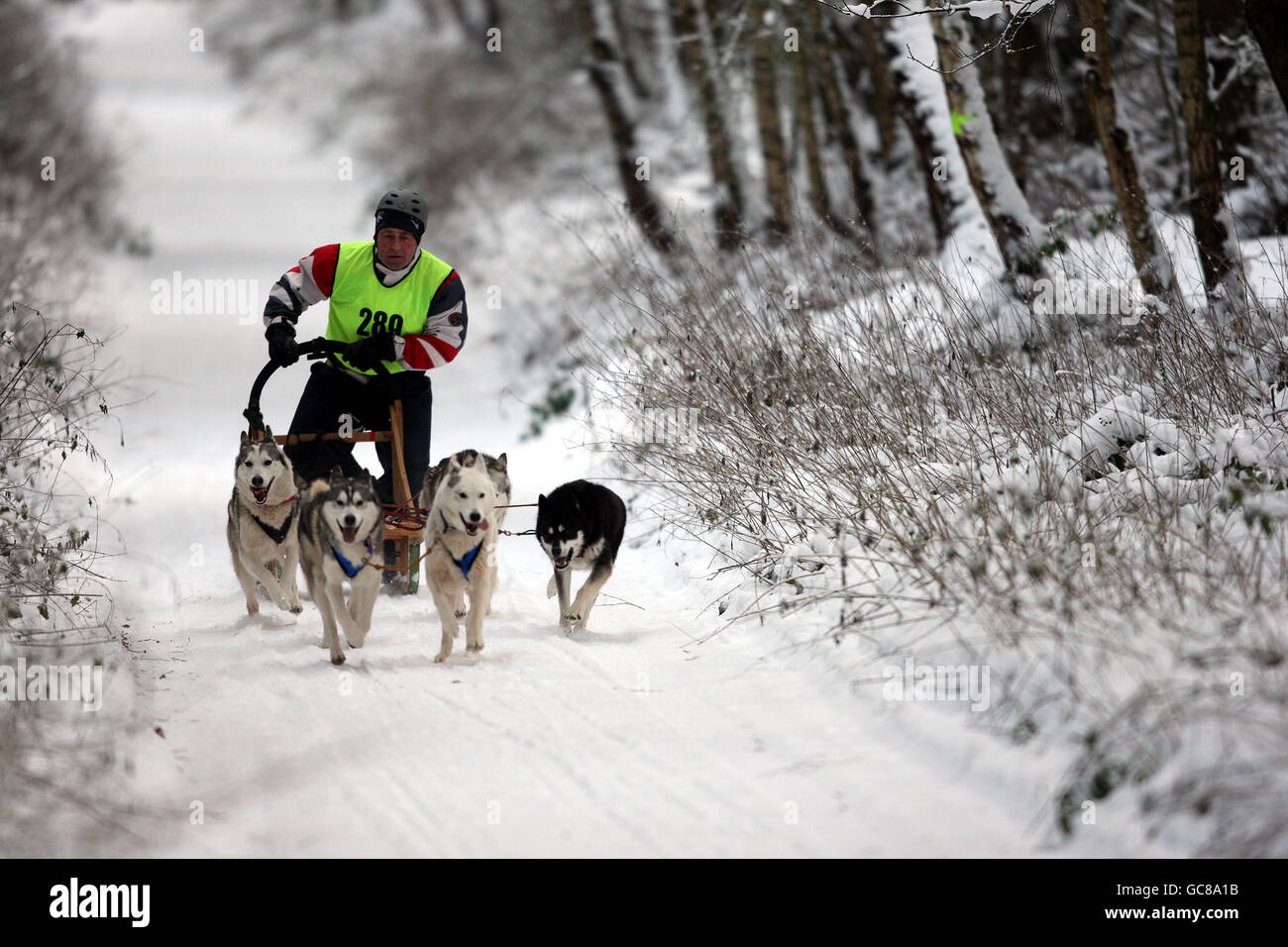 Siberian Husky Racing - Sherwood Pines Rally, Nottinghamshire. Siberian ...