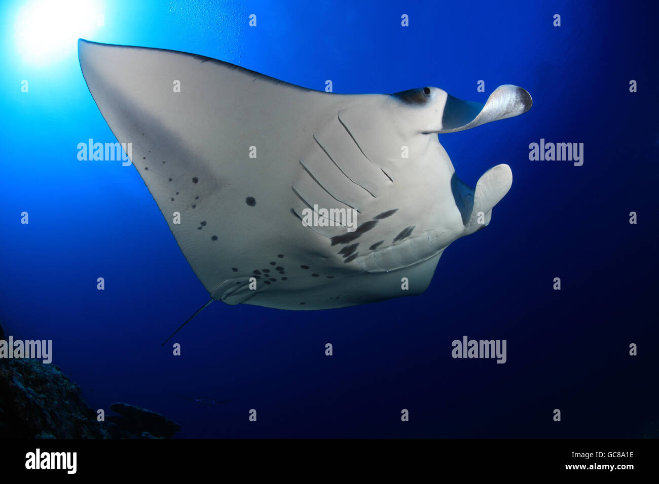 Manta rays in maldives underwater hi-res stock photography and images ...