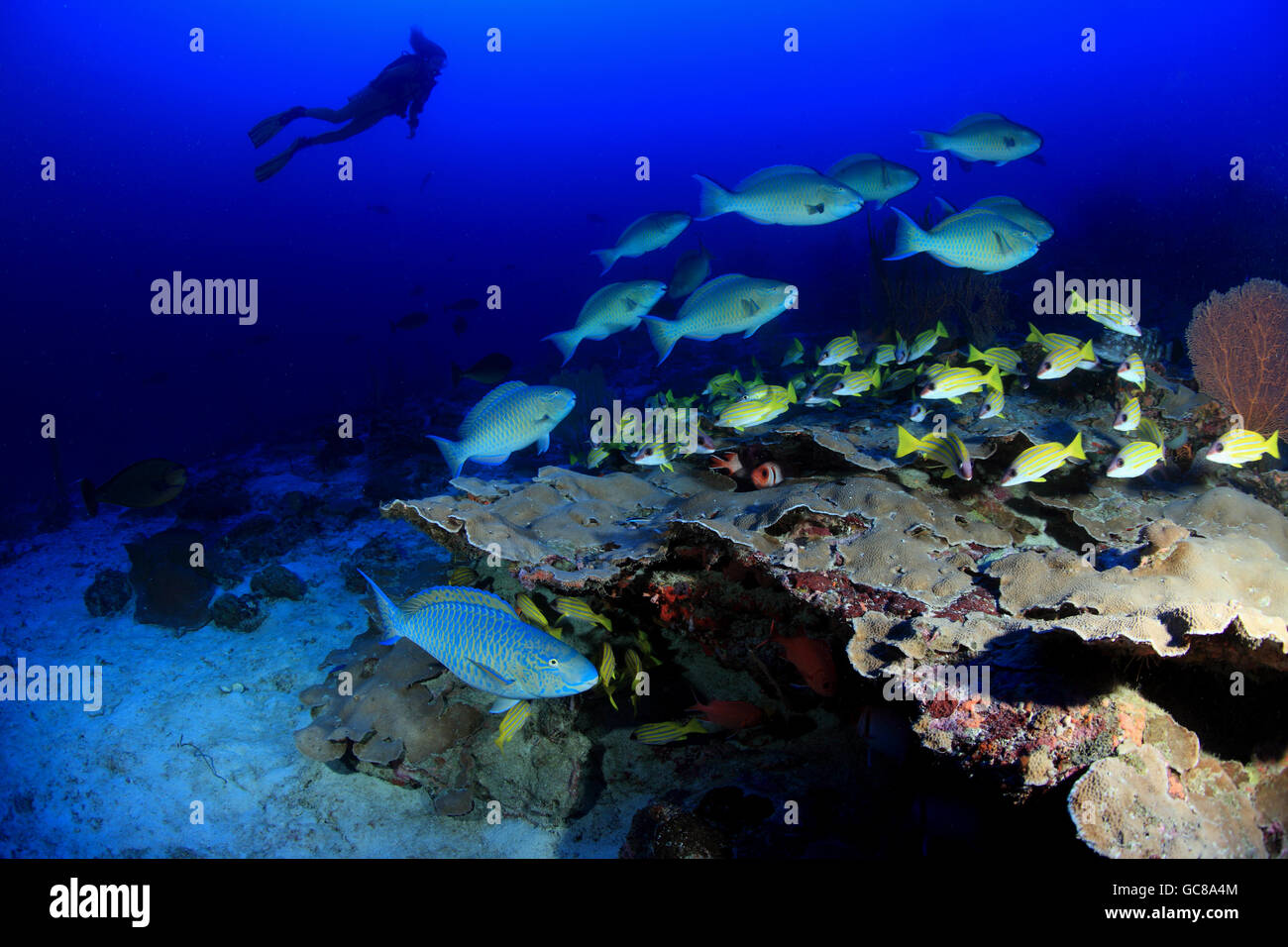 Scuba diver explores tropical coral reef Stock Photo - Alamy