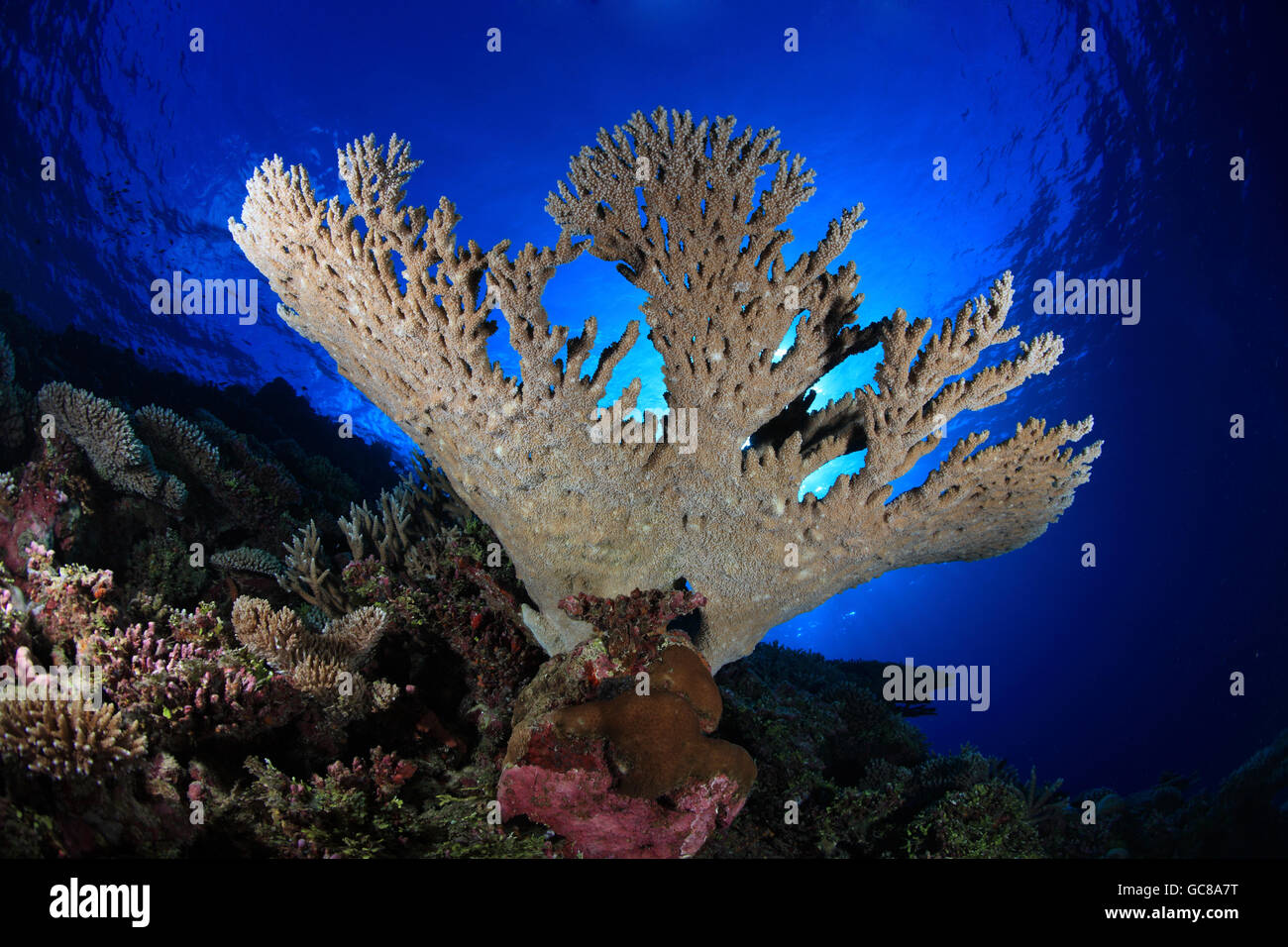 Beautiful table coral and water surface in the tropical coral reef ...