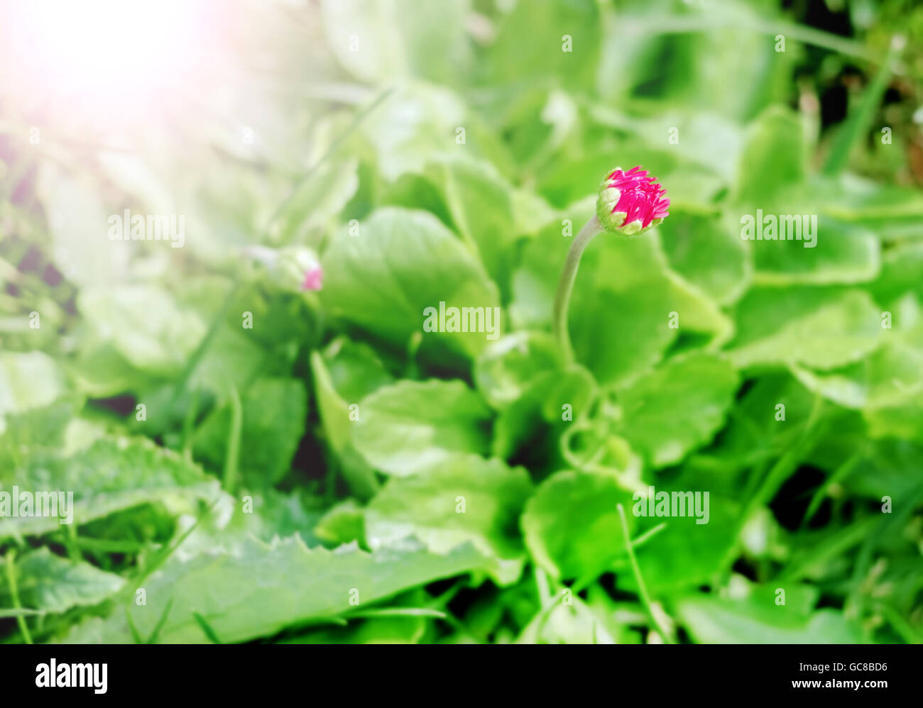 Daisy bud hi-res stock photography and images - Alamy