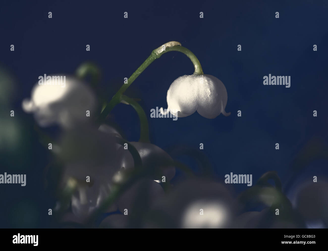 Nice tender white lilies of the valley in moonlight Stock Photo - Alamy