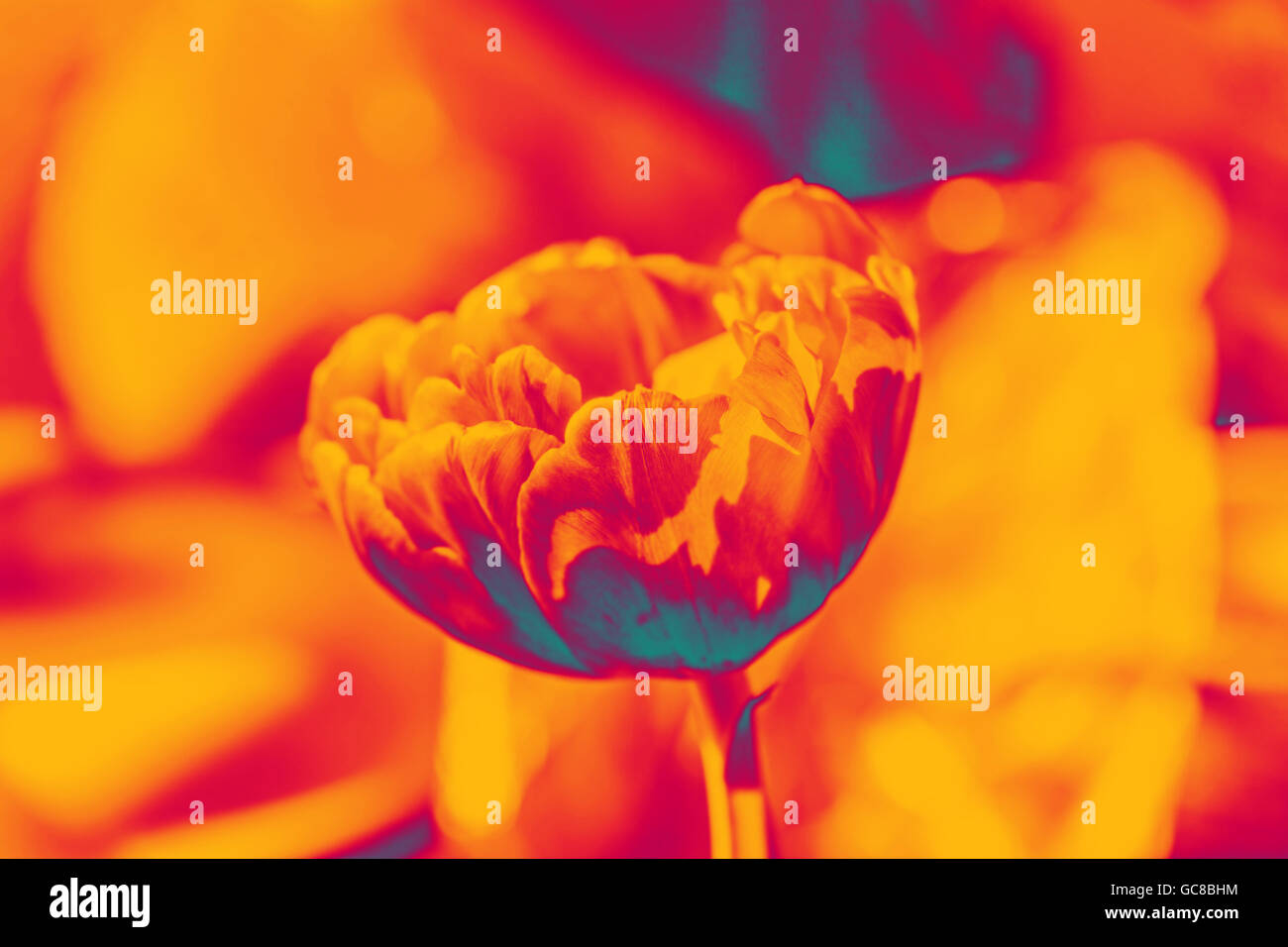 Fiery red bloom hi-res stock photography and images - Alamy