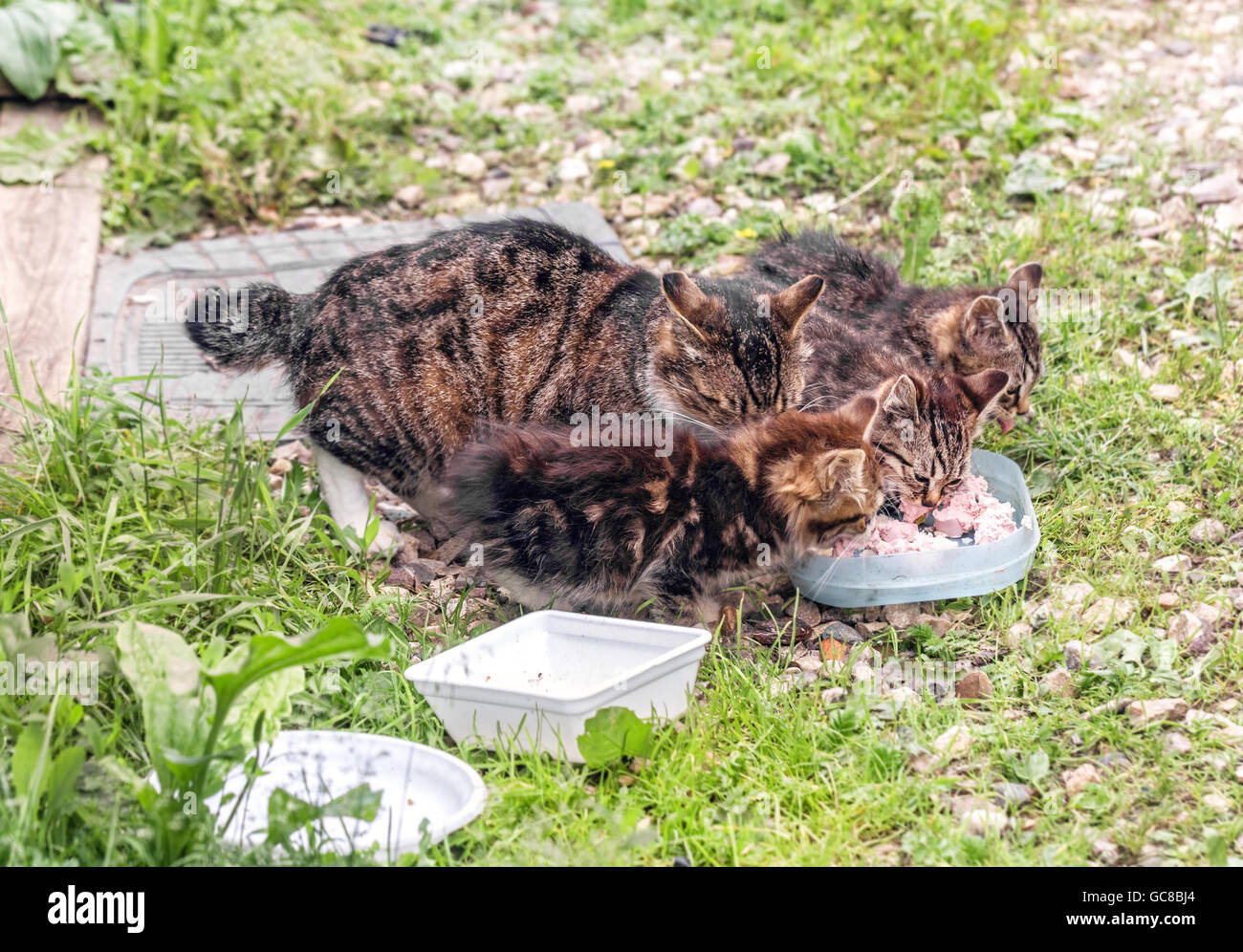 Super cute kittens hi-res stock photography and images - Alamy