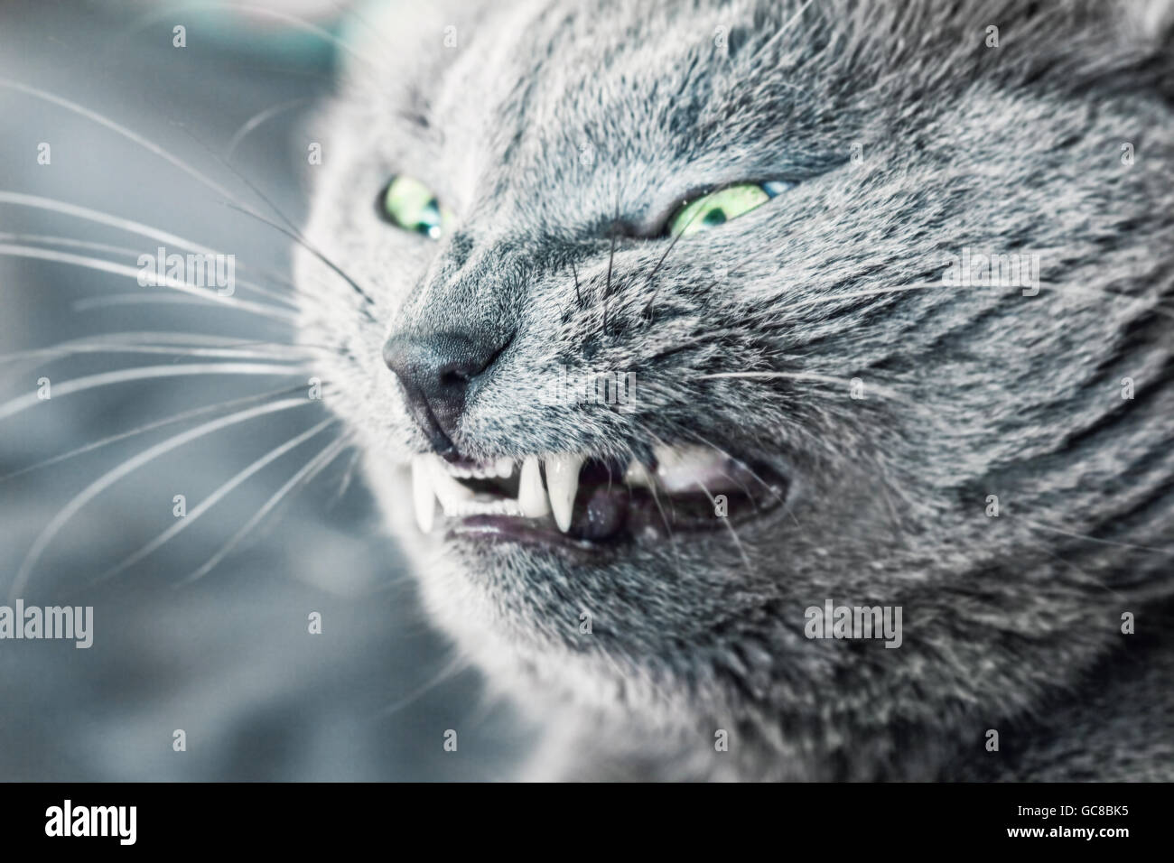 Save the cats hi-res stock photography and images - Alamy