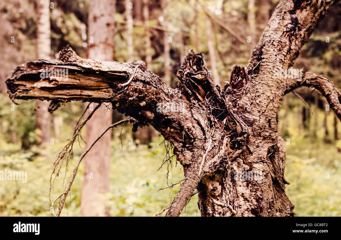 Big brown old snag in summer forest Stock Photo - Alamy