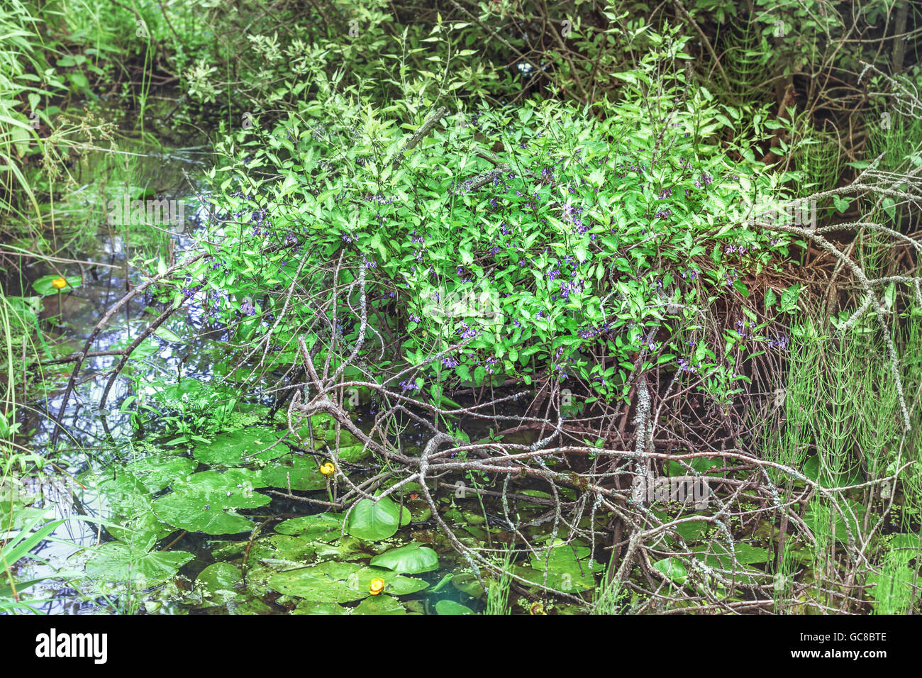 Green bush with purple flowers growing in swamp Stock Photo - Alamy