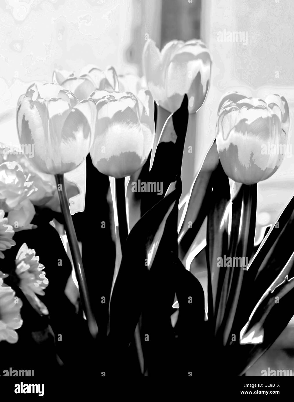 Low level photography Black and White Stock Photos & Images - Alamy