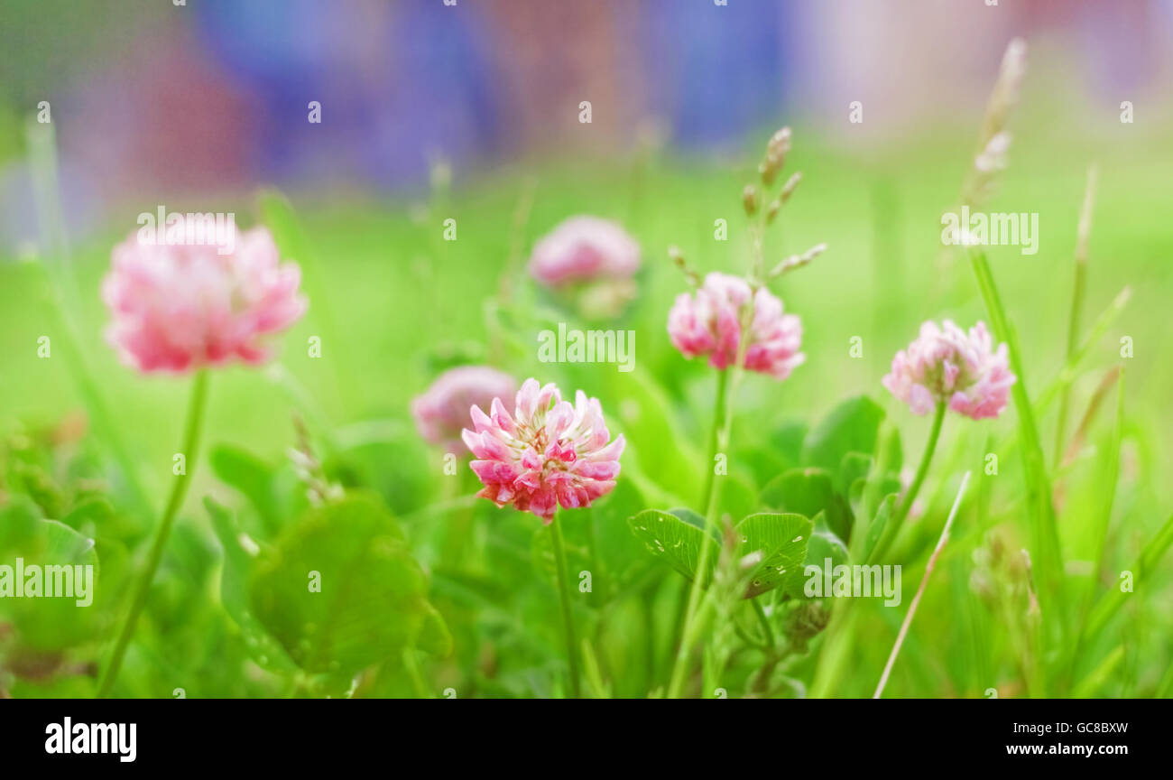 Nice pink clover in summer green field Stock Photo - Alamy