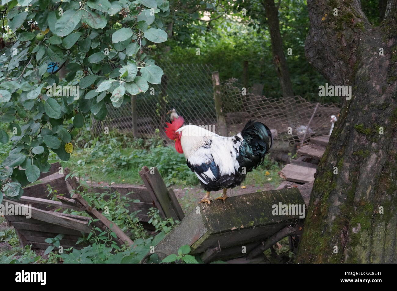 chasing chicken cock outdoor, funny running following Stock Photo - Alamy