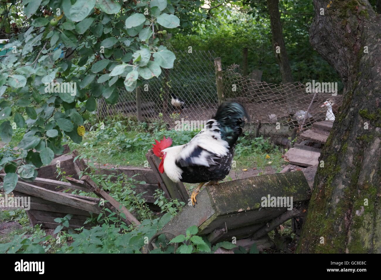 chasing chicken cock outdoor, funny running following Stock Photo - Alamy