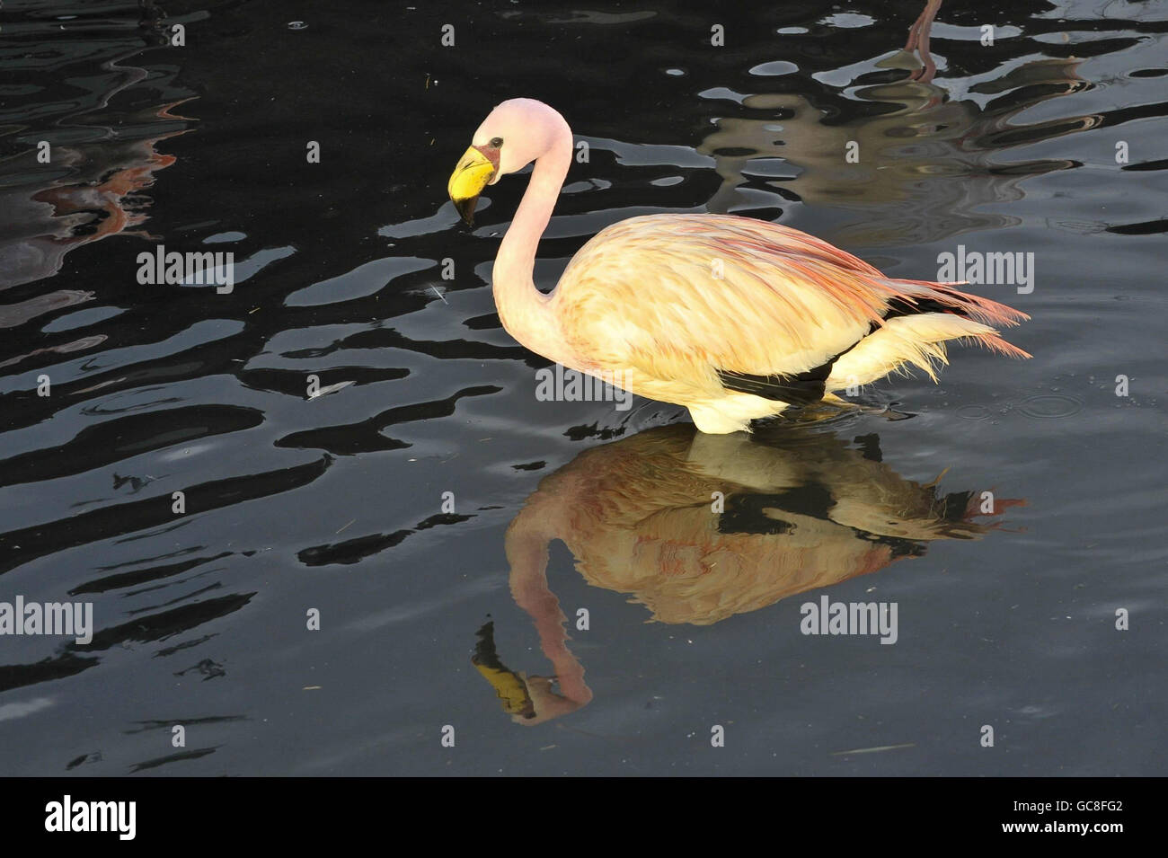 WWT Slimbridge Wetland Centre Stock Photo - Alamy
