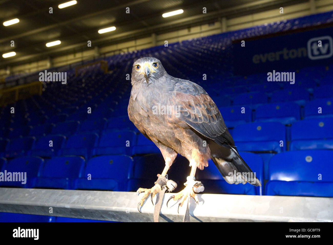 Football hawk hi-res stock photography and images - Alamy