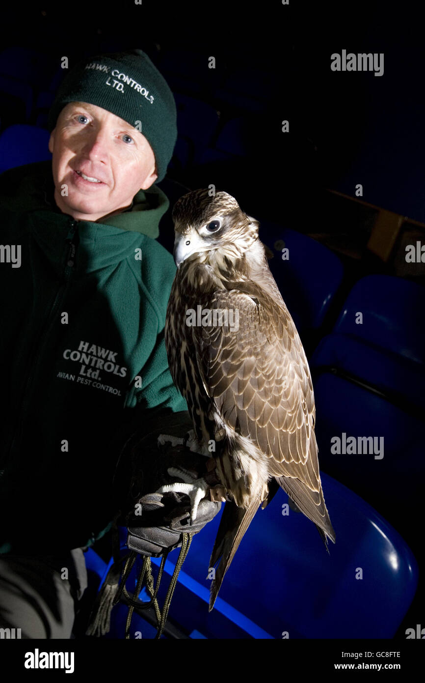 Soccer - Hawk chasing pigeons - Goodison Park Stock Photo - Alamy