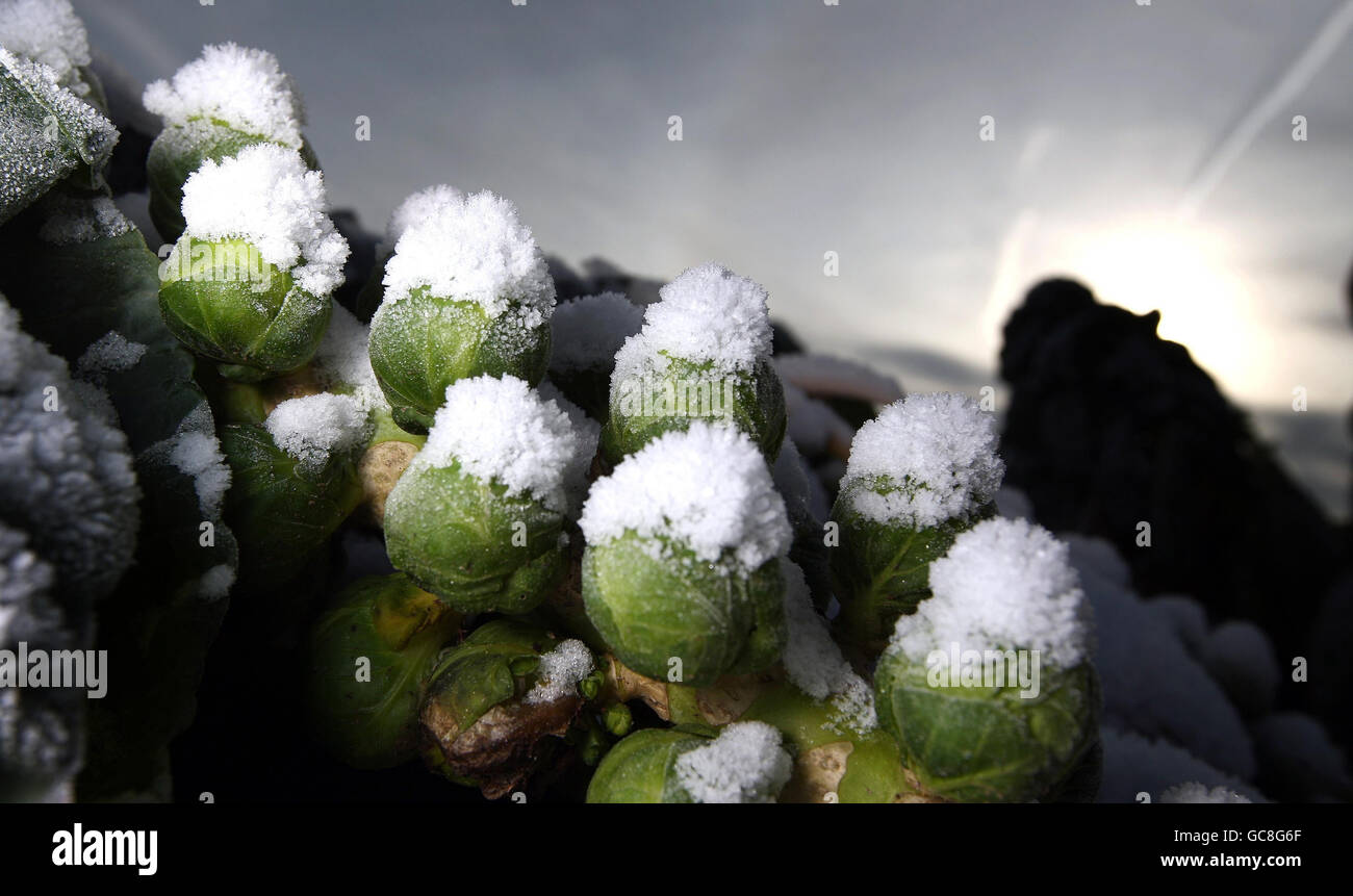 The sprout fields at Essington near Wolverhampton today Stock Photo - Alamy