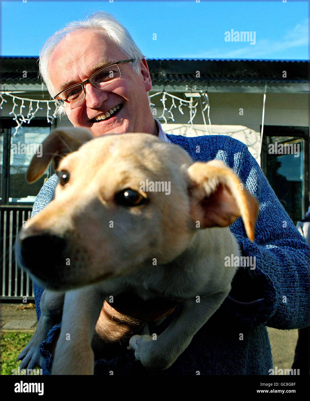 One puppies in dspca shelter in rathfarnham hi-res stock photography ...