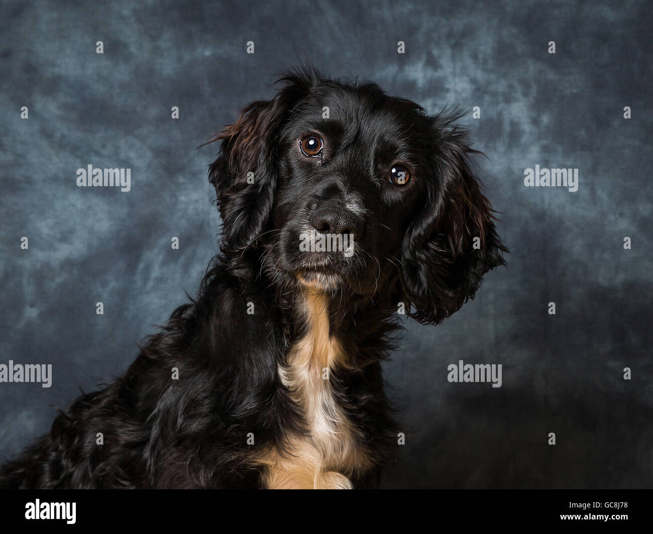 Are Cocker Spaniels Cuddly