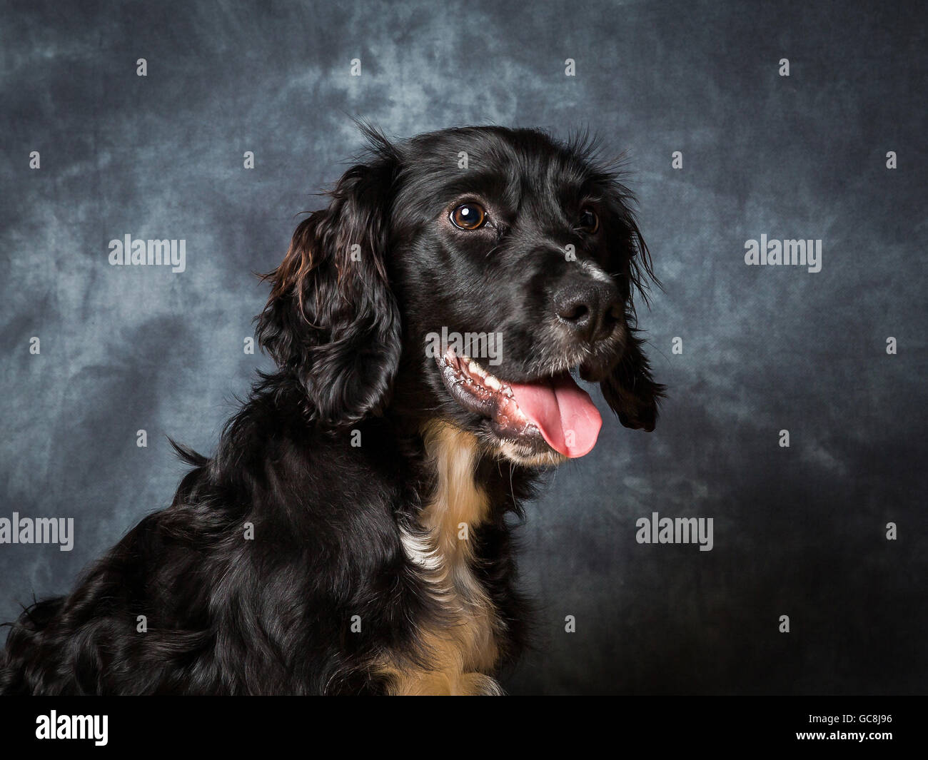 6 month old Cocker Spaniel Called Mac Stock Photo - Alamy