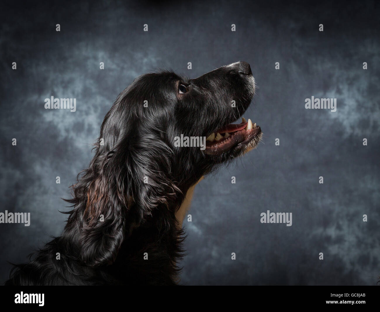 6 month old Cocker Spaniel Called Mac Stock Photo - Alamy