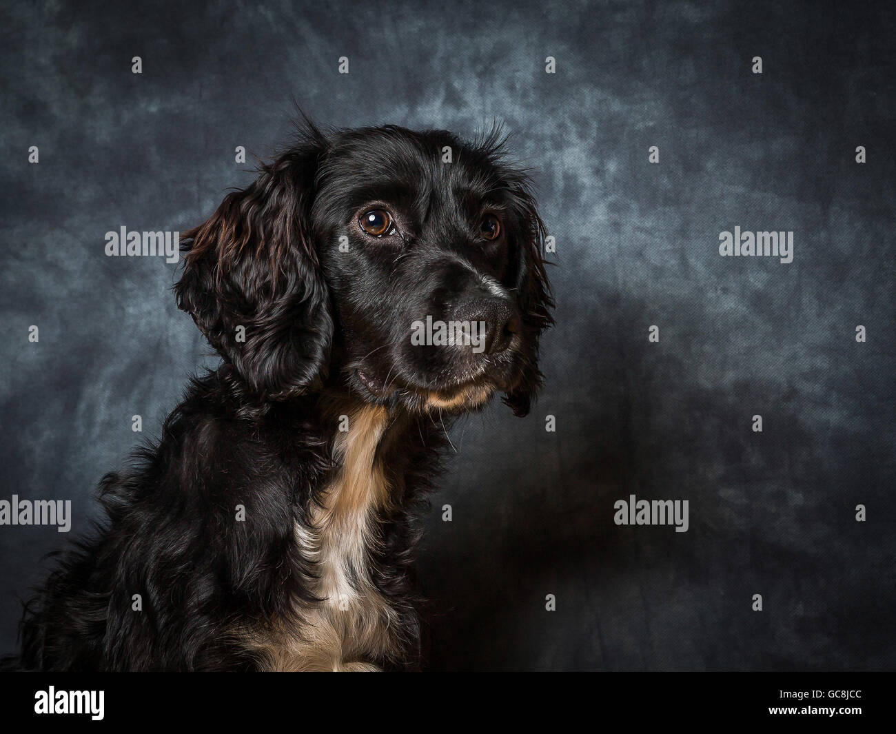 6 month old Cocker Spaniel Called Mac Stock Photo - Alamy
