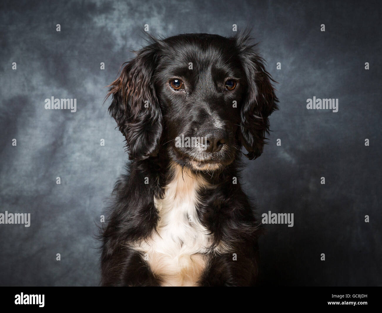 6 month old Cocker Spaniel Called Mac Stock Photo - Alamy