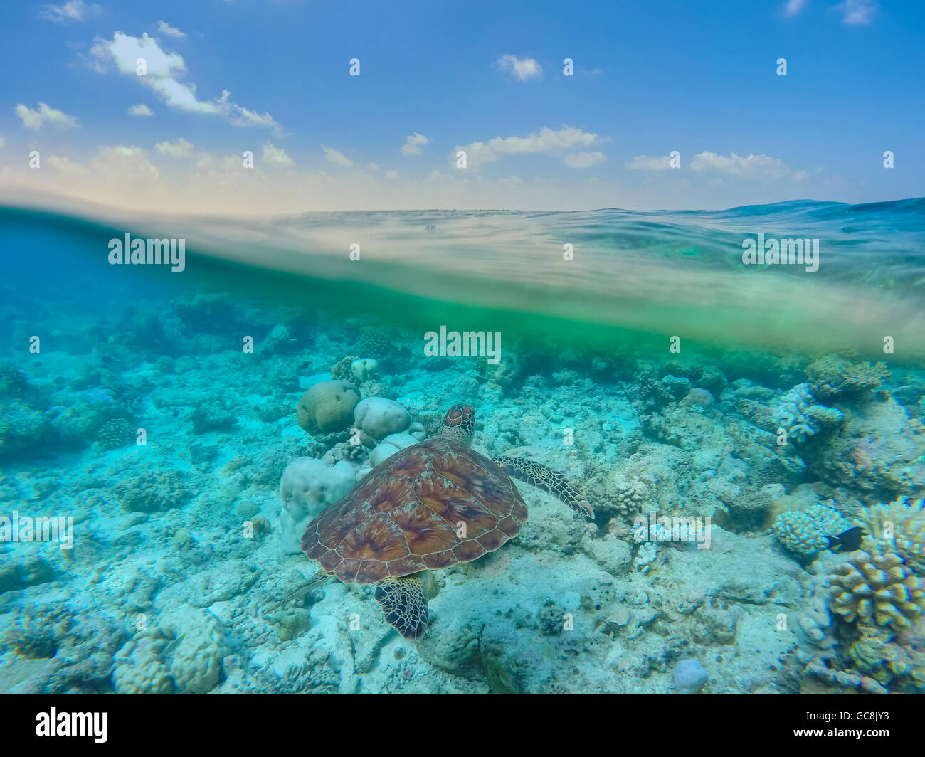 Beautiful turtle underwater photography water's edge, tropical sea ...