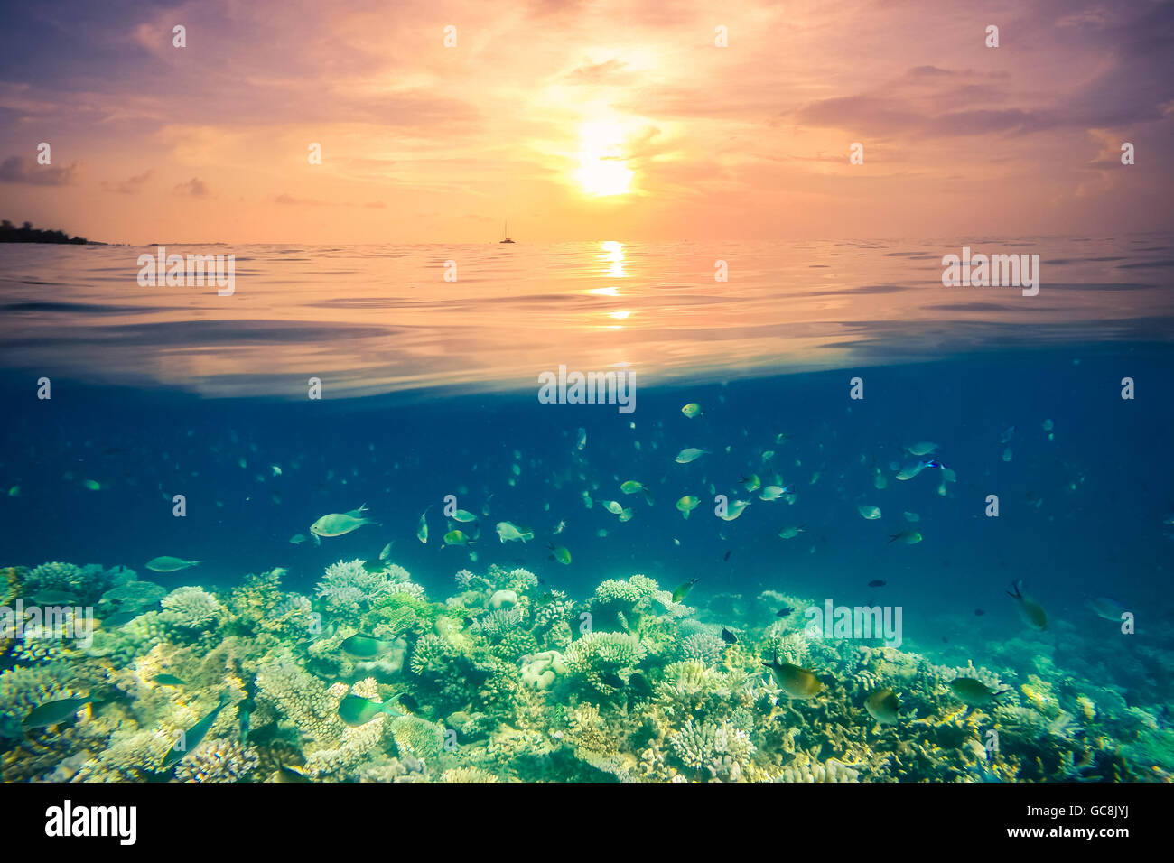 Sea ocean surface and underwater scene. Sunset seascape with marine ...