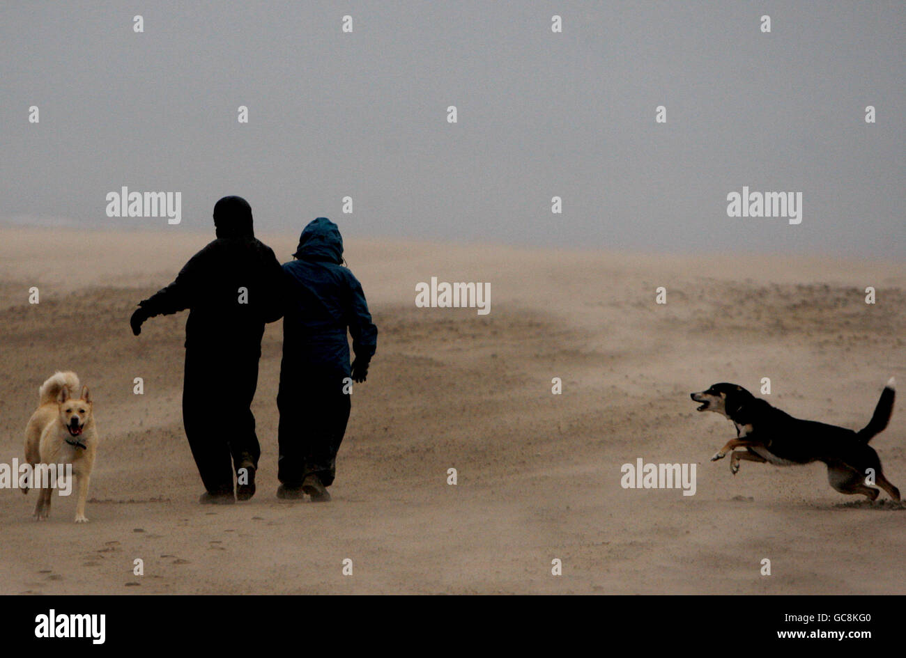 Walkers battle the weather with their dogs in strong wind and heavy ...
