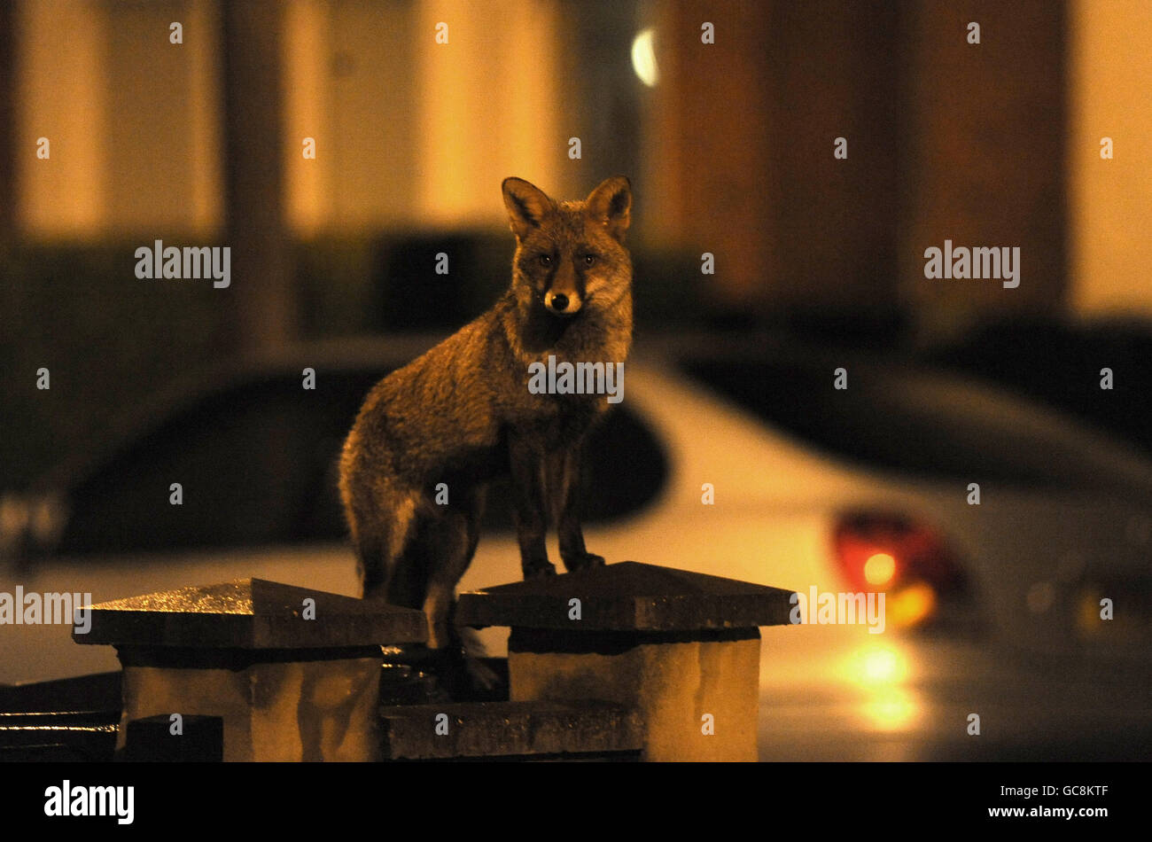 An urban fox is seen at night on a street in Clapham, London Stock ...