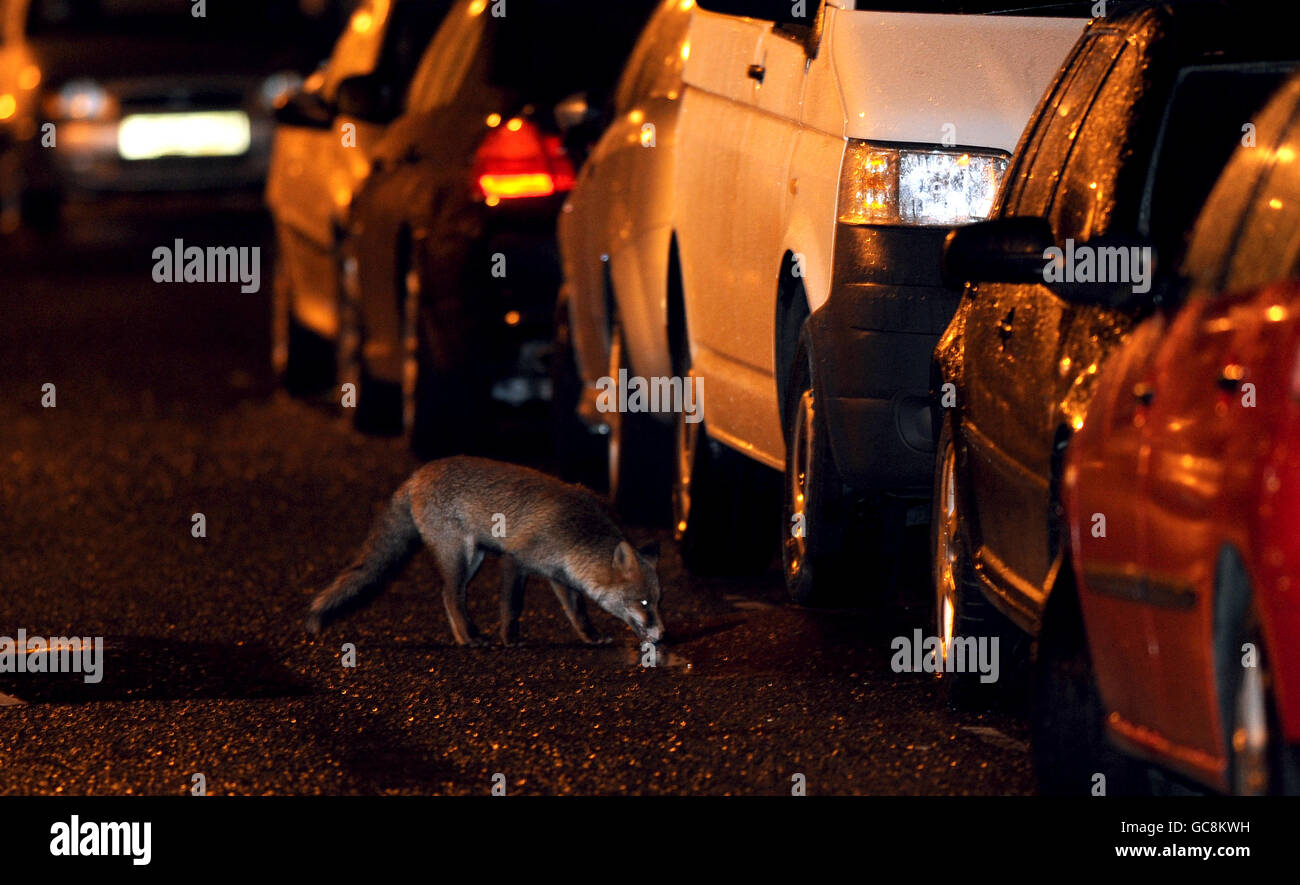 An urban fox seen night on street in clapham hi-res stock photography ...