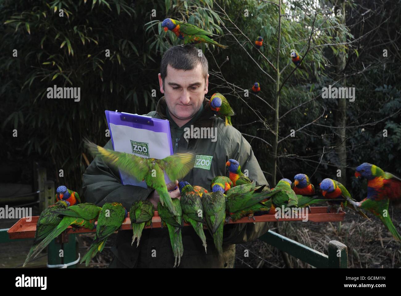 Curator of Birds, Nigel Simpson counts Rainbow Lorikeets at Bristol Zoo ...