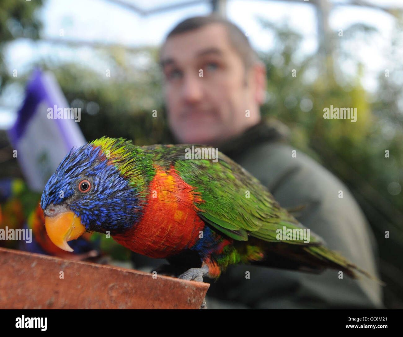 Curator of Birds, Nigel Simpson counts Rainbow Lorikeets at Bristol Zoo ...